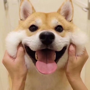 面包微集 