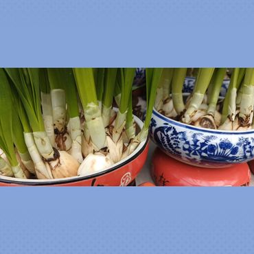 水仙花盆景种植方法,教你如何繁殖更新鳞茎