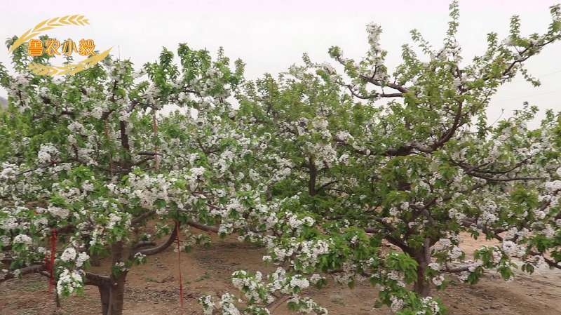 樱桃好吃,但是种植过程很辛苦,樱桃大王讲述种植养护窍门