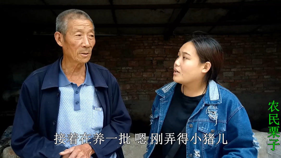 农村老人养猪二十多年,一头猪的利润是多少?为啥急着要卖掉呢?