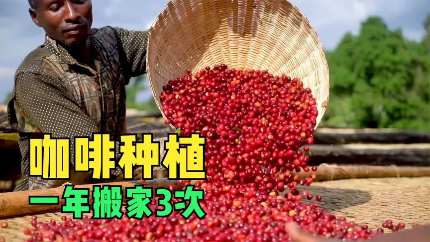 咖啡豆的种植和加工,4年劳作成就一杯浓郁咖啡