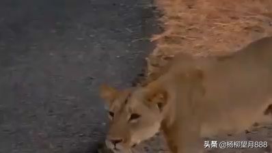 动物界捕猎技巧。