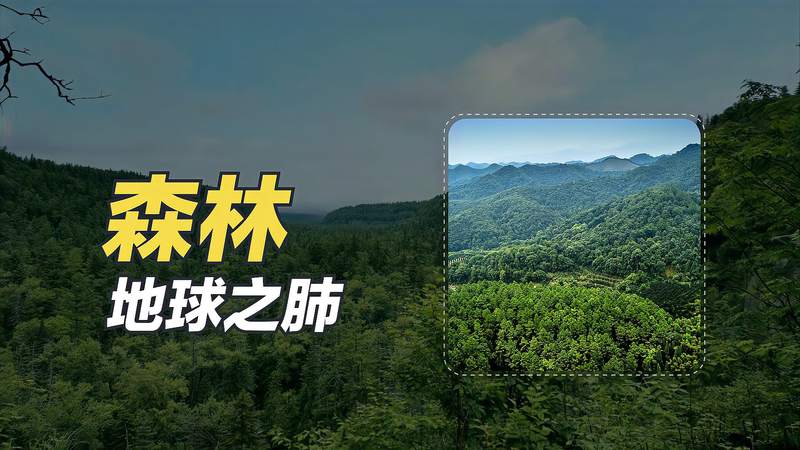森林:保护地球之肺