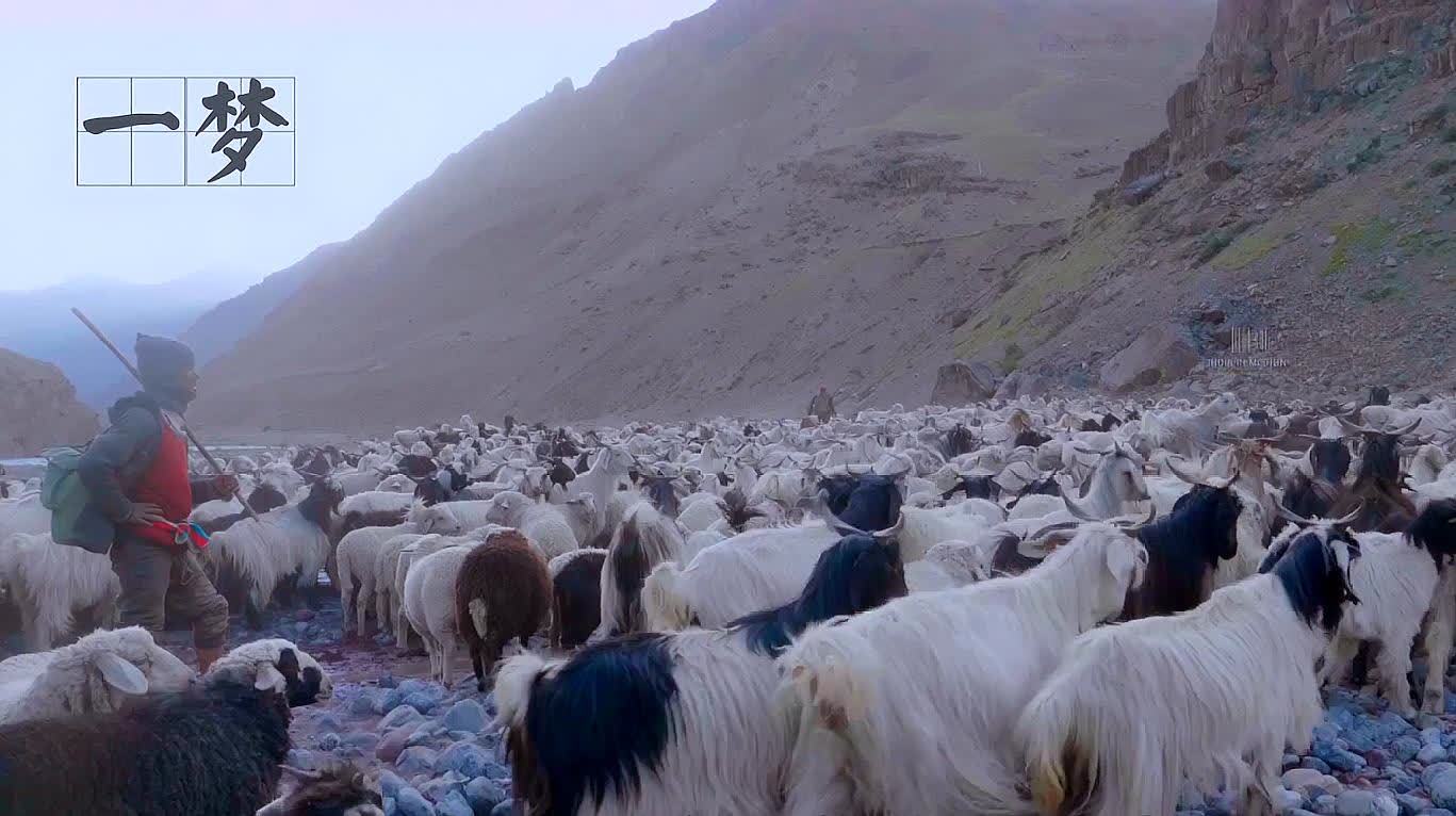 西部牧羊人,每到一个地方都得"交"羊抵税,原因你绝对想不到