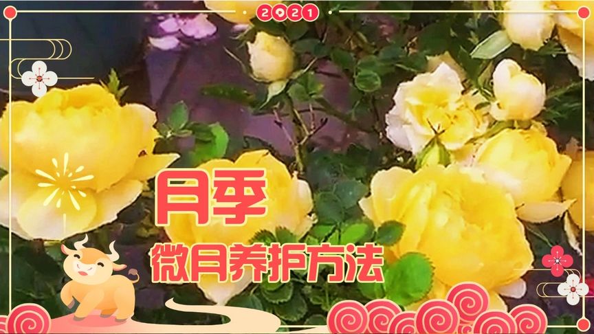 春天月季微月品种养护,最强实践,让你更明白合理施肥的重要性。