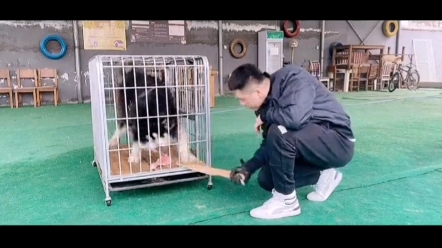咬人护食的大型犬,训犬师是如何纠正的!