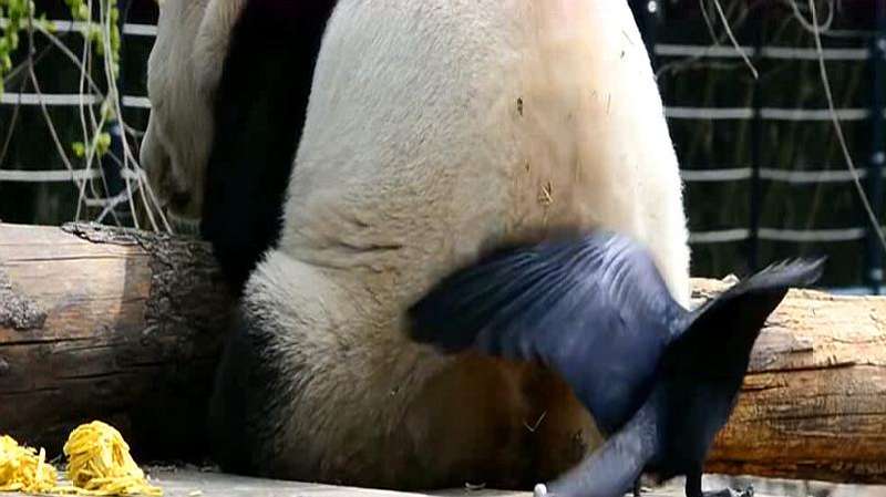 乌鸦偷大熊猫屁股上的毛