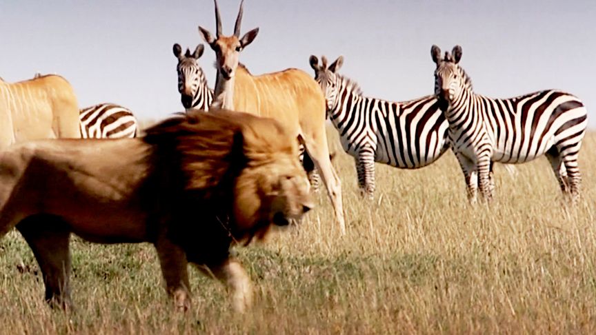 神奇的动物:野蛮的狩猎!大型猫科动物的三种共同捕猎技巧