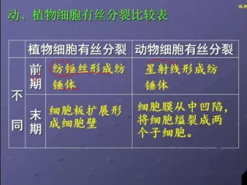 细胞增殖 第3课时(高码)