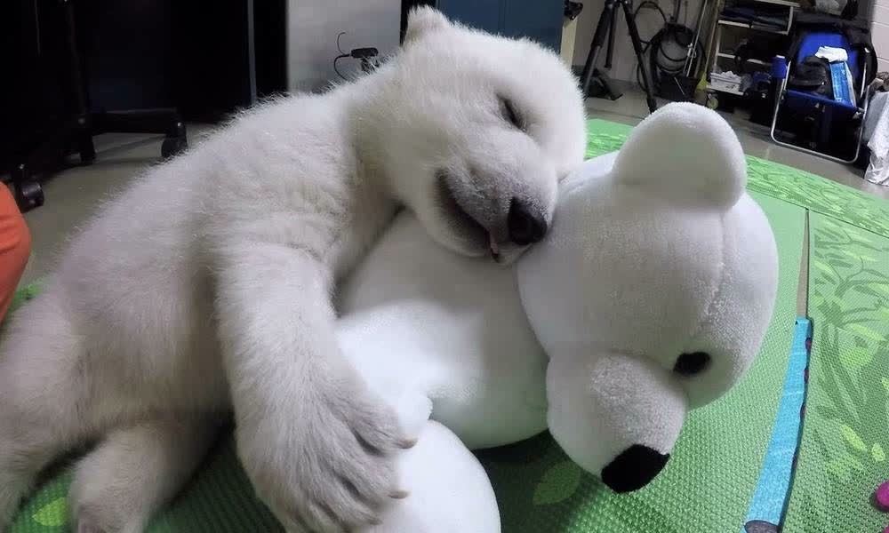 北极熊宝宝出生6天就没了妈妈,十分孤独,靠一个大玩具成功长大
