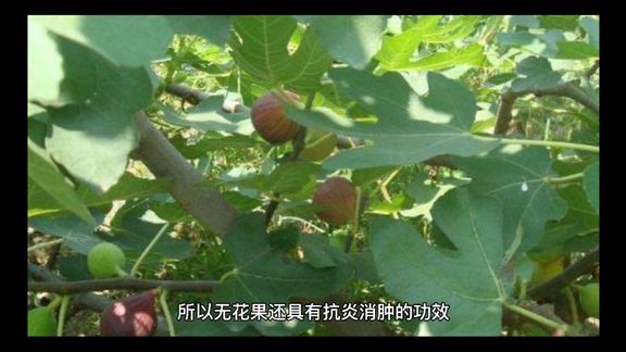 小水果大作用——无花果