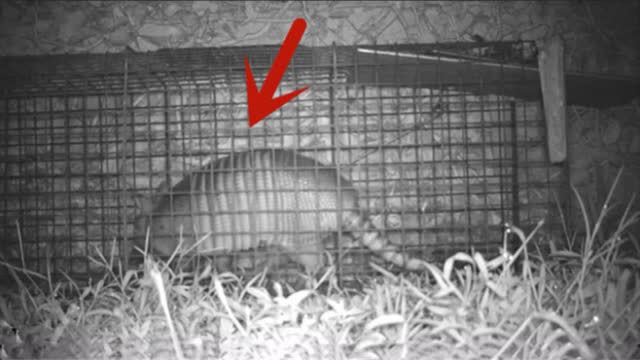 屋外有野兽作祟,男子设置铁笼抓捕