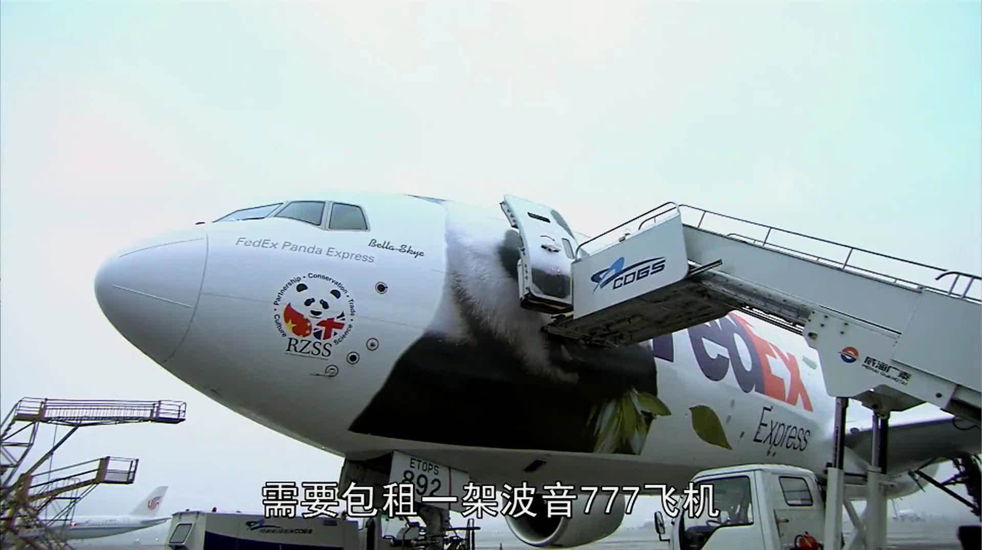 大熊猫在英国有多受宠?熊猫宝宝搬家,还有专机接送,不愧是国宝