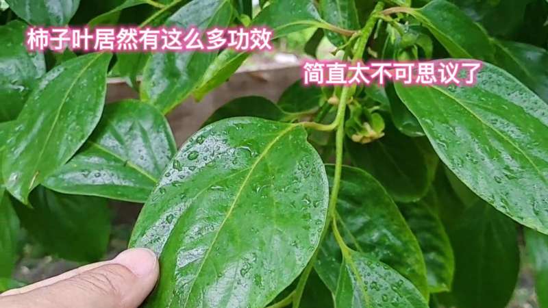 植物科普:柿子营养丰富,但是没想到柿子叶也有这么多营养!