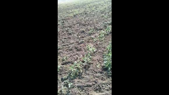 这么糟蹋粮食,如何保证国家的粮食安全