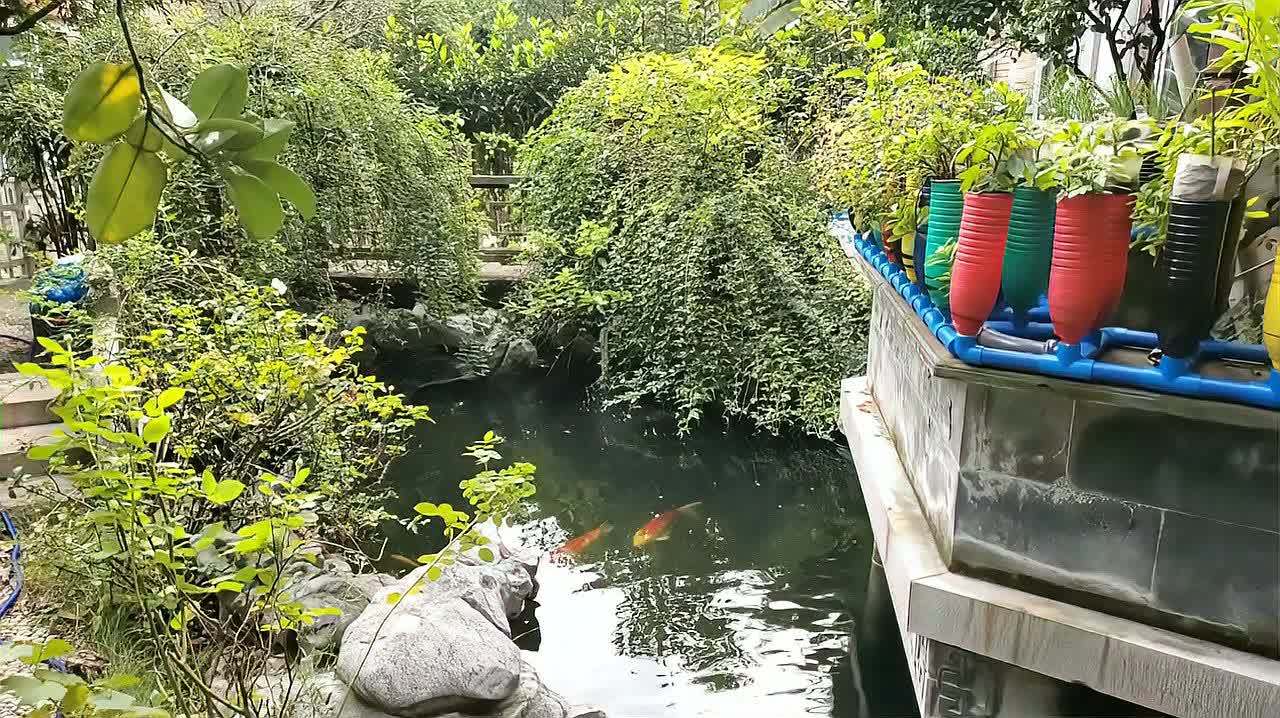 不用电,增氧效果就是好,低成本庭院鱼菜共生文氏增氧