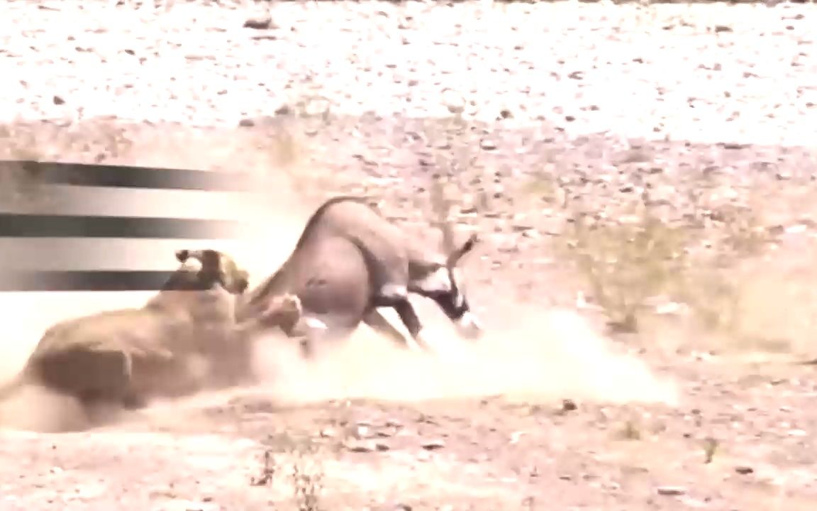 豪猪妈妈是怎么生宝宝的,会不会扎到自己,镜头记录生产过程