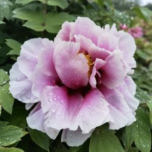 桂花爱生活 
