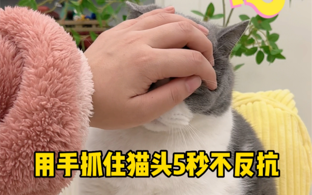 猫咪信任度测试,真是神仙小猫咪~