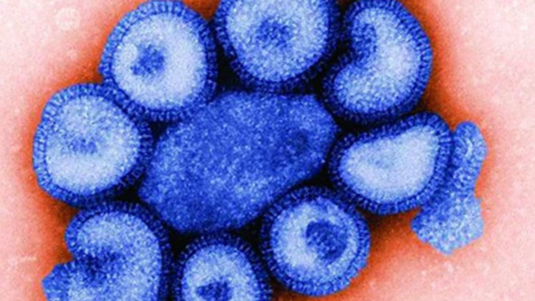 新冠病毒6、病原,体,病原体,病毒,核酸,蛋白质