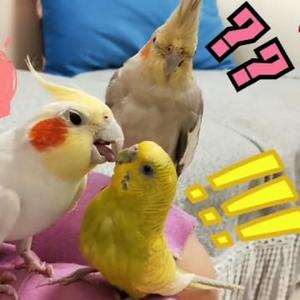 九只鹦鹉的日常 