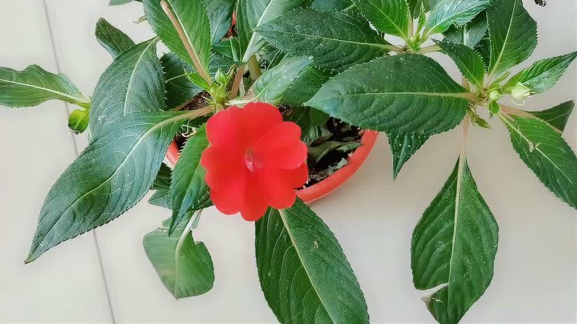 凤仙花雄蕊和雌蕊的作用是什么