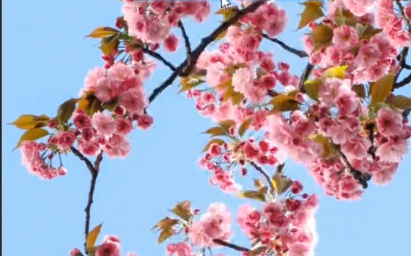 【PS教程】ps万能抠图方法,4种新手必学抠图小技巧# 设计 # 抠图 # ...