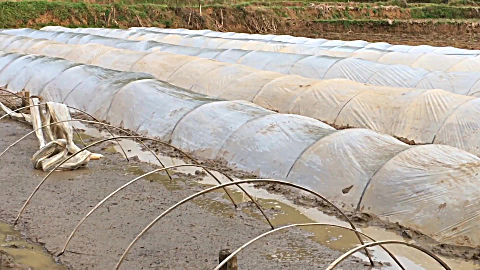 大家都说水稻种植抛秧既方便又轻松,可是老爸却始终坚持今年要改...