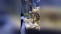 迷你小缸 水草缸 30小缸造景
