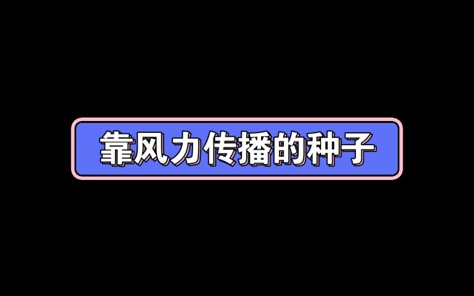 幼儿园公开课||大班科学《靠风力传播的种子》课堂实录+PPT课件+...