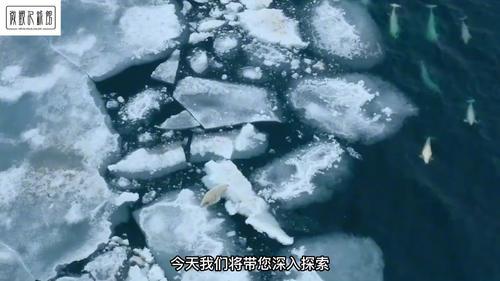 在逐渐变暖的北极,霸主北极熊是如何生存繁殖的——纪录片