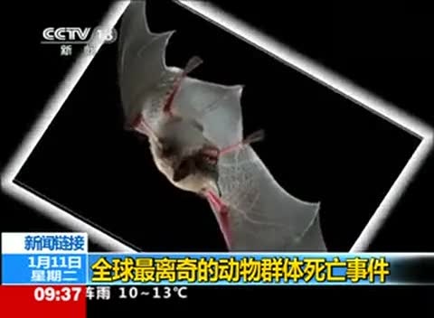 视频新闻链接:全球最离奇的动物群体死亡事件
