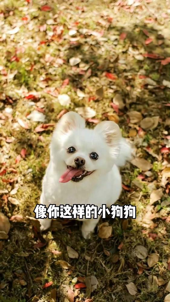 小狗狗的安全教育。