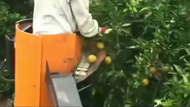 这样的登高采摘神器不仅有效率,而且安全,应该大力推广