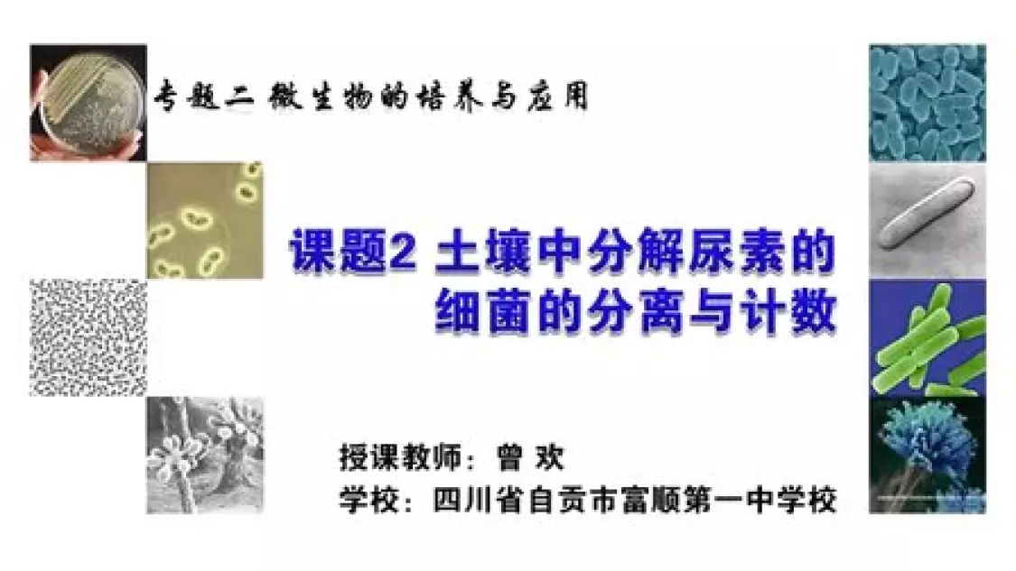 土壤中分解尿素的细菌的分离与计数(曾欢)
