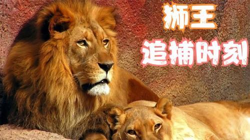 野灵动物追猎时刻,带你感受大型猫科动物捕猎的熟练技巧