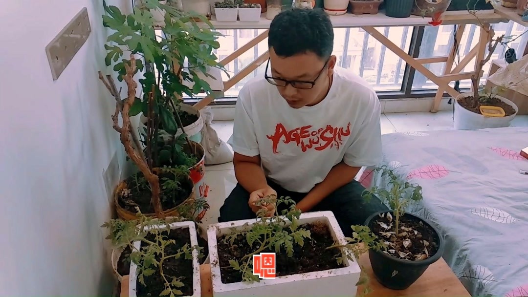 种菜记,卧室里阳光房种的西红柿全都活了,正在开花结果,好开心