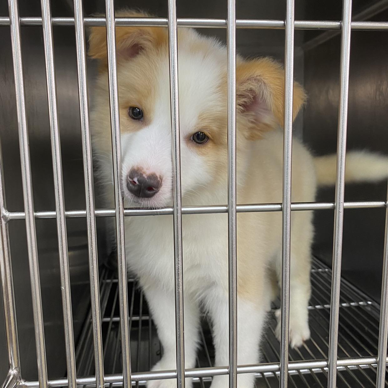 我的卡布与奇诺 