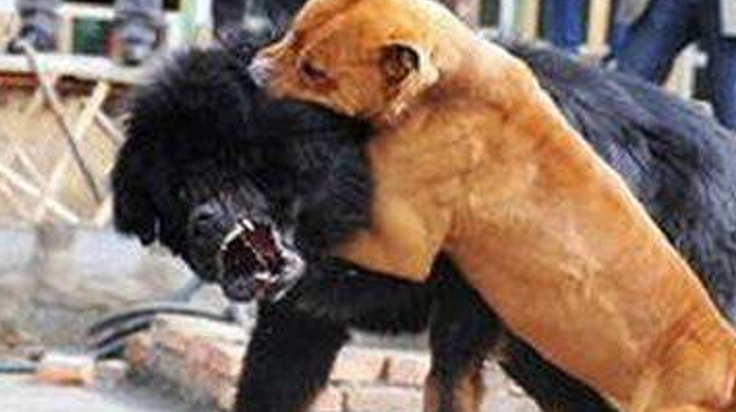 实拍:比特犬vs藏獒,这藏獒的打斗实在是不行啊!