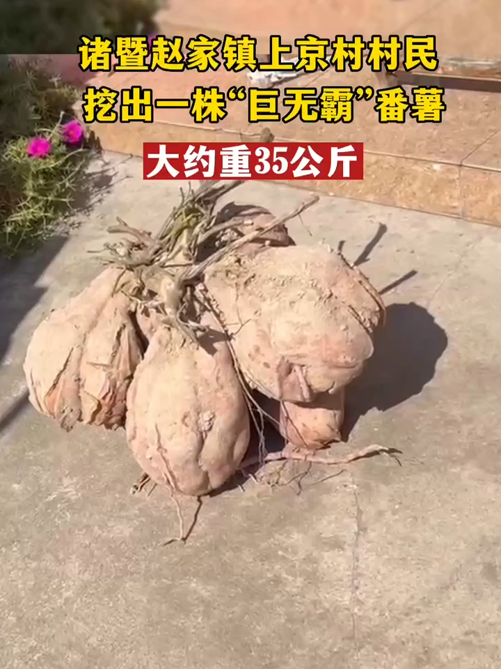 惊呆!诸暨村民,挖出个"巨无霸"!