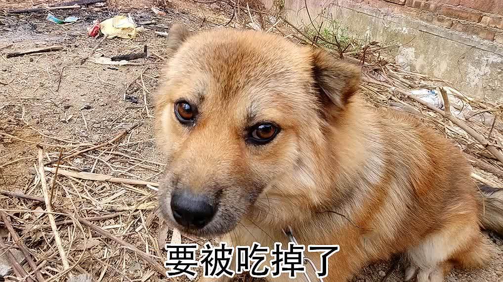 小伙走访被收养的流浪狗,咬伤不少人,村民说把它吃了:该怎么办