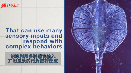 半机械半生物的人造生命来了,用心脏细胞和黄金骨架构建的鳐鱼还能...