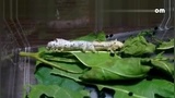 蚕宝宝蜕皮过程