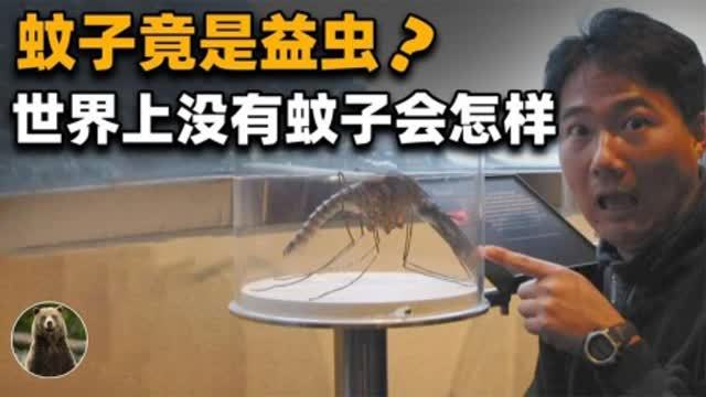 经蚊子传播的疾病多达80余种,如果世界上没有蚊子会发生什么!