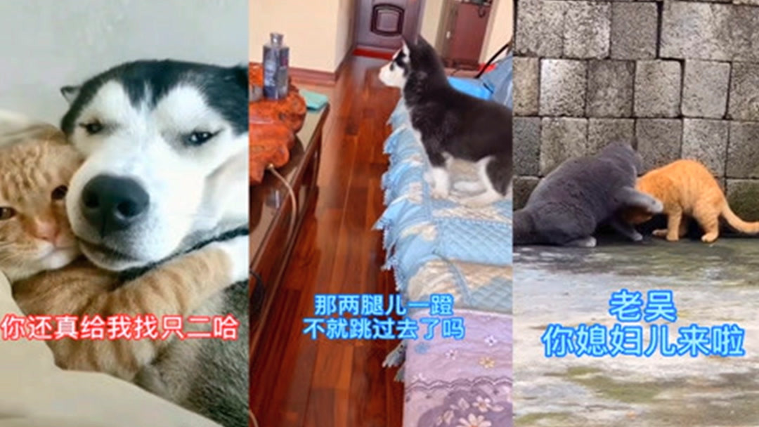 搞笑剧场:情人节这天,宠物们也流行送花示爱了