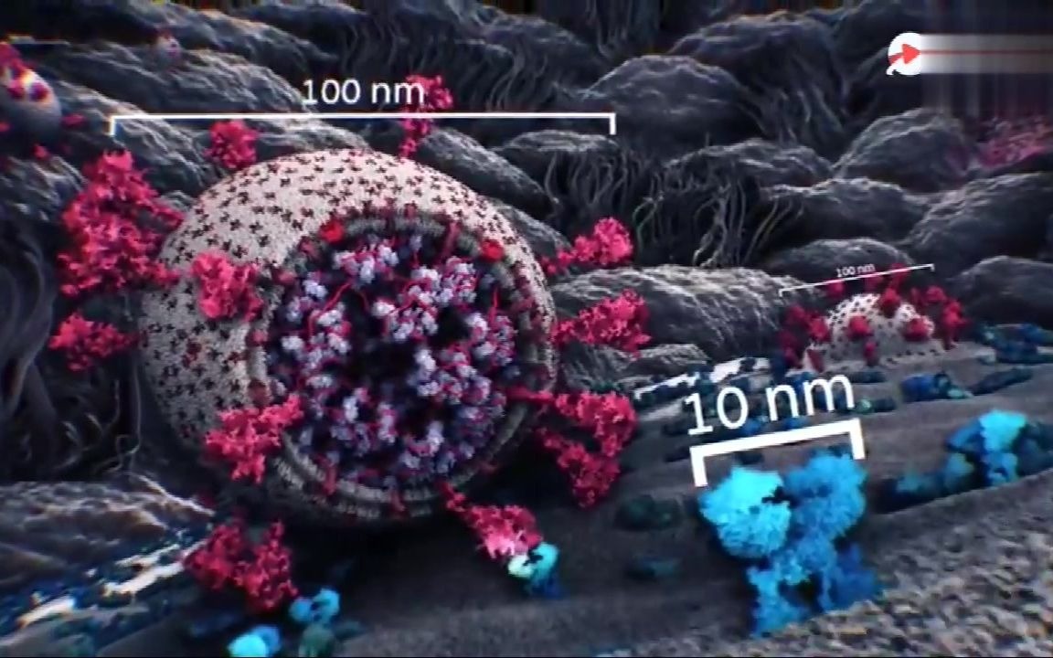 新冠病毒首个3D图像