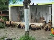 大场面: 一堆滚滚上山, 发现没吃的: “熊弟们, 没吃的溜了溜了”