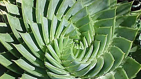 祛斑先别愁,芦荟自制溶液敷脸,一周斑点消失,肌肤白净光滑!