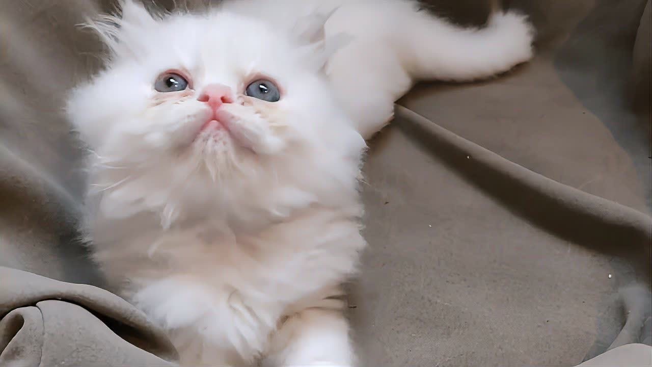 收养一只七周大的波斯小猫