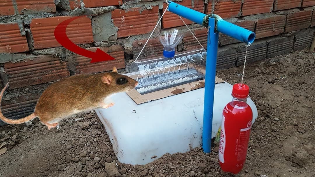 如何制作捕鼠器?使用塑料瓶制作简单捕鼠器,一学就会!